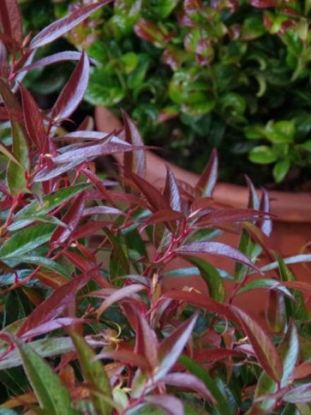 Leucothoe keiskei 'Burning Love' (='Opstal50') - Druifheide | De Tuinen ...