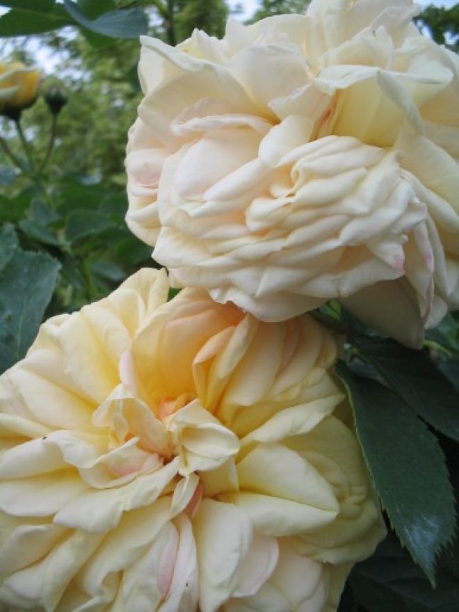 Rosa 'Alchemist' (Roos, Rambler Roos) | De Tuinen van Appeltern