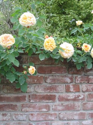 Rosa 'Alchemist' (Roos, Rambler Roos) | De Tuinen van Appeltern