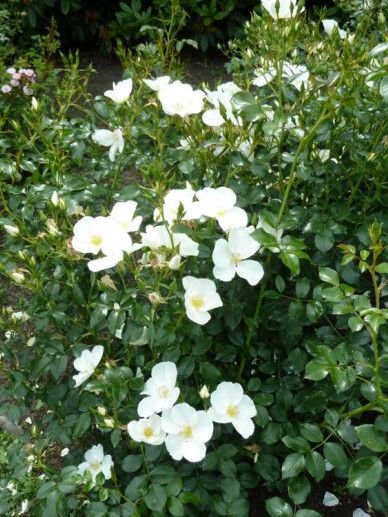 Rosa 'Escimo' (Roos, Heesterroos) | De Tuinen van Appeltern