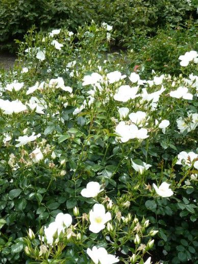 Rosa 'Escimo' (Roos, Heesterroos) | De Tuinen van Appeltern