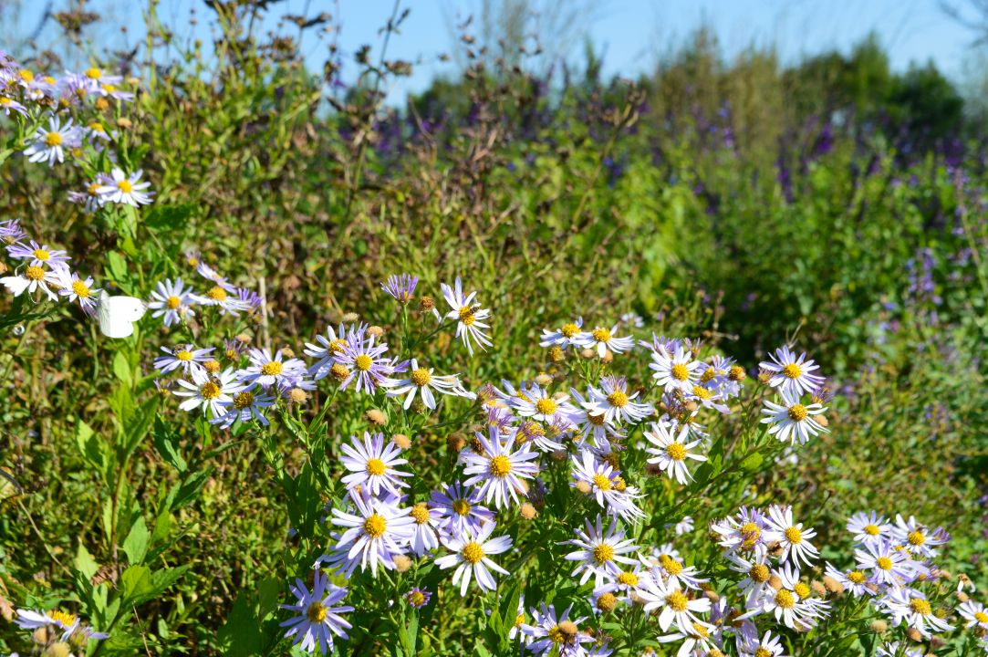 Blauwe border | De Tuinen van Appeltern