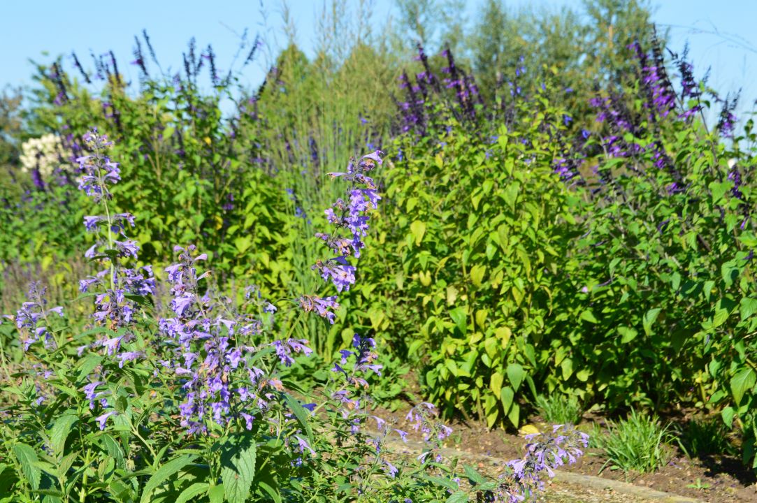 Blauwe border | De Tuinen van Appeltern