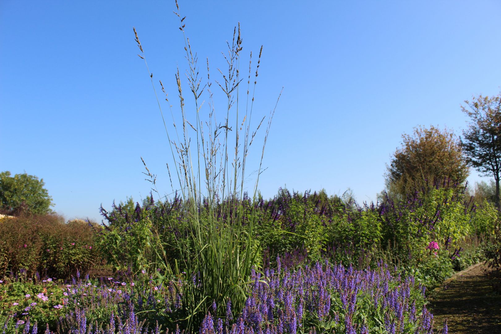 Blauwe border | De Tuinen van Appeltern
