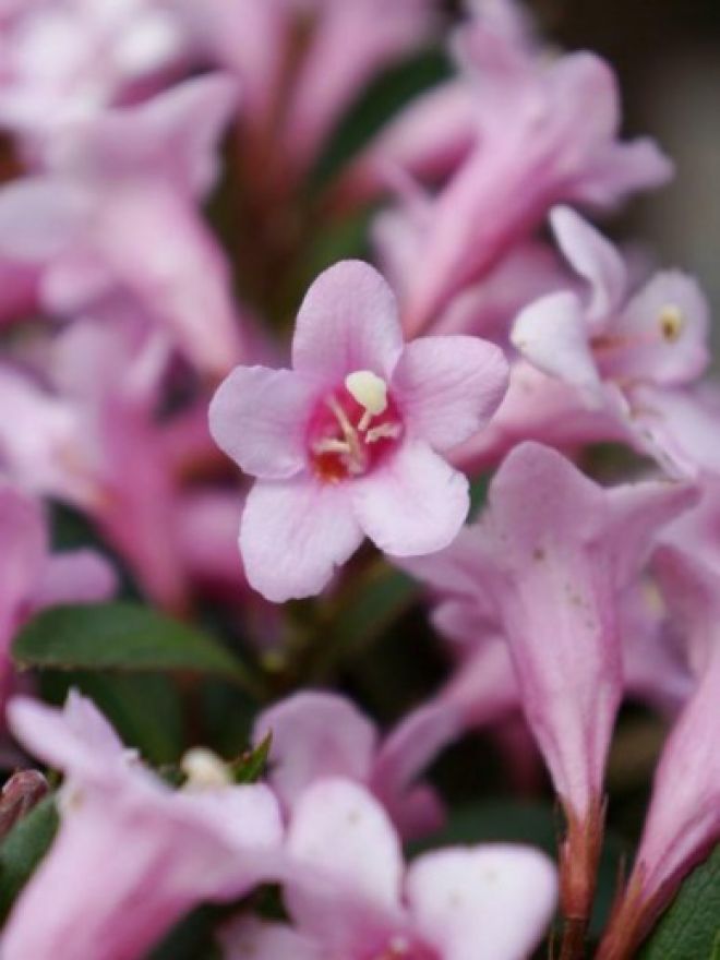 Weigela florida 'Pink Poppet' (Weigelia) | De Tuinen van Appeltern