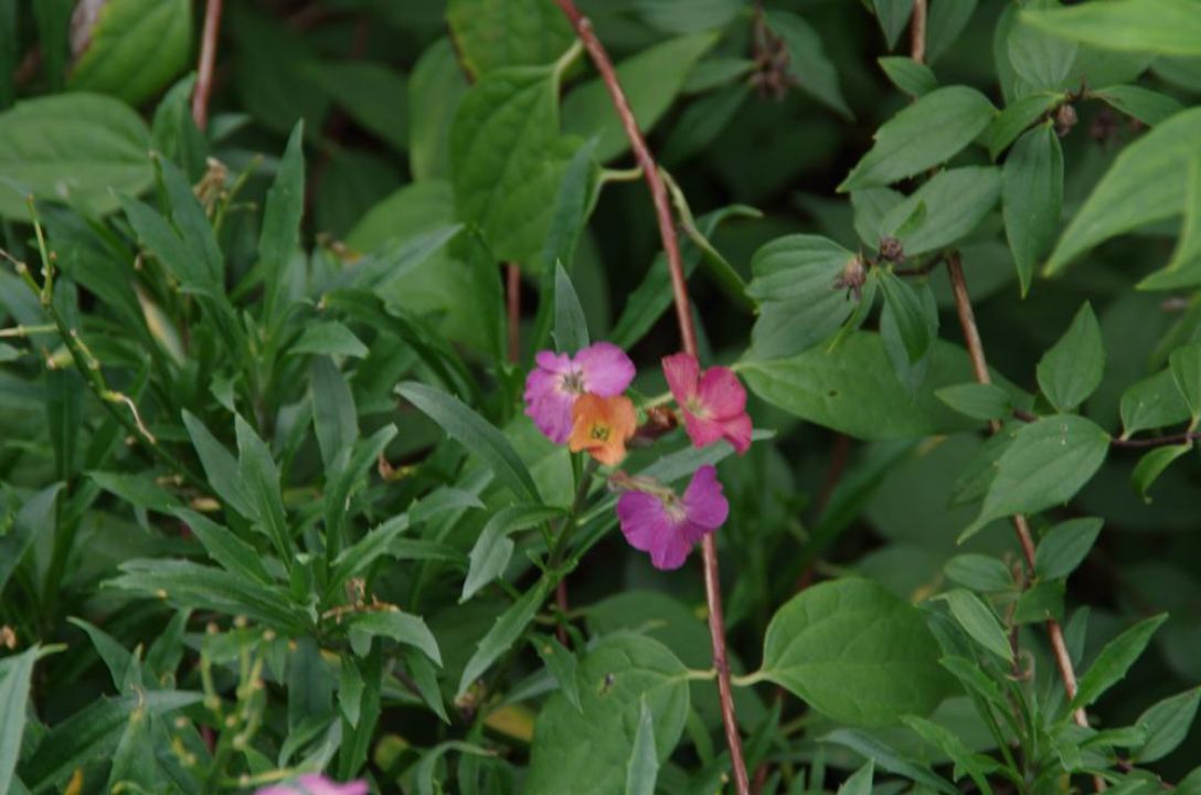 Erysimum 'Constant Cheer' - Steenraket | De Tuinen van Appeltern