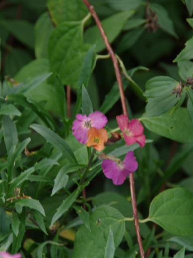 Erysimum 'Constant Cheer' - Steenraket | De Tuinen van Appeltern