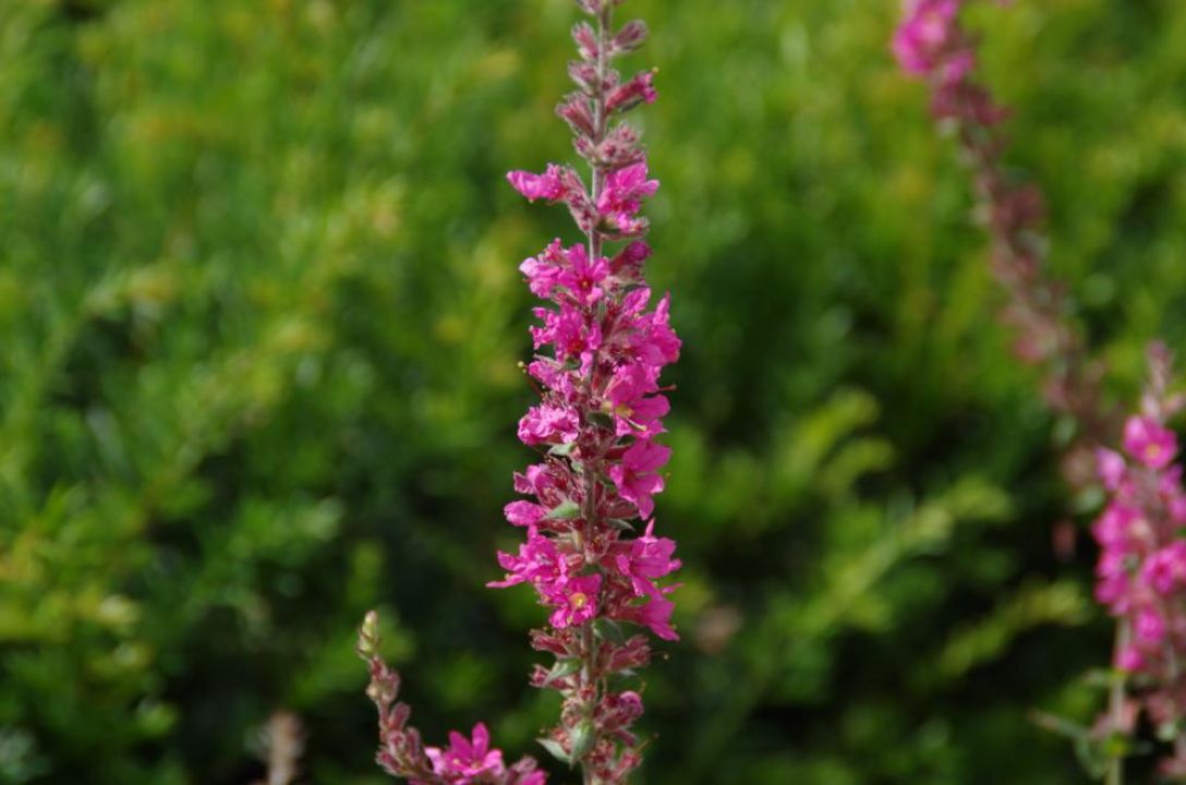 Lythrum salicaria 'Pink Blush' - Kattestaart | De Tuinen van Appeltern