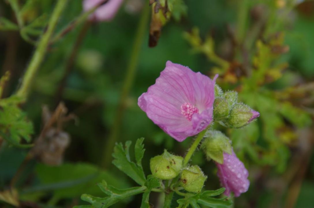 Malva moschata 'Rosea' - Muskus kaasjeskruid | De Tuinen van Appeltern