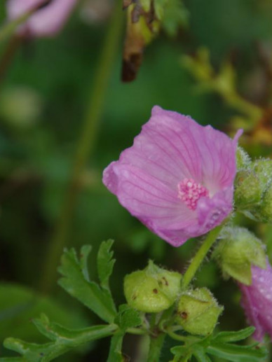 Malva moschata 'Rosea' - Muskus kaasjeskruid | De Tuinen van Appeltern