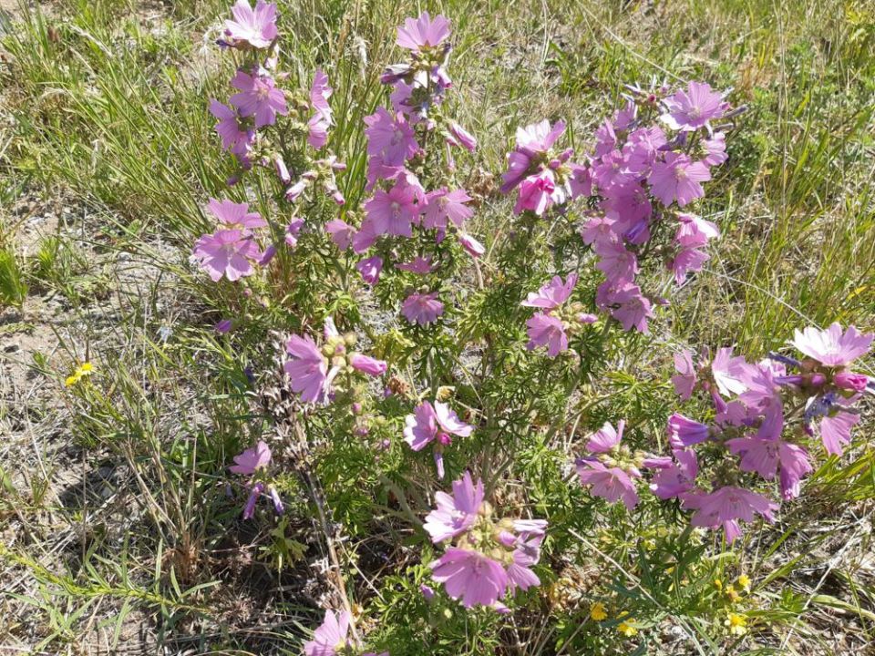 Malva moschata 'Rosea' - Muskus kaasjeskruid | De Tuinen van Appeltern
