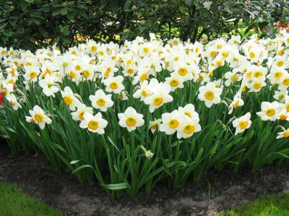 Narcissus 'Flower Record' - Narcis | De Tuinen van Appeltern