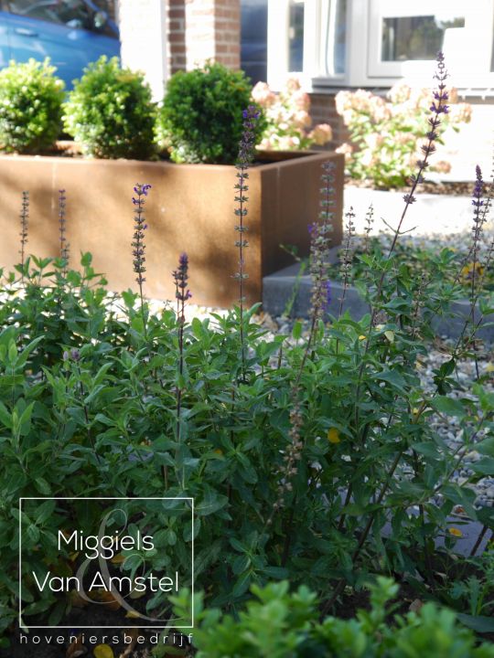 Stijlvolle kleine voortuin | De Tuinen van Appeltern