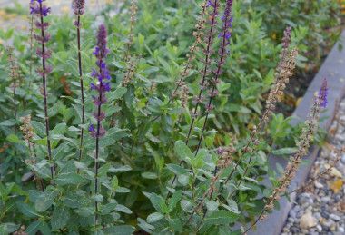 Stijlvolle kleine voortuin | De Tuinen van Appeltern