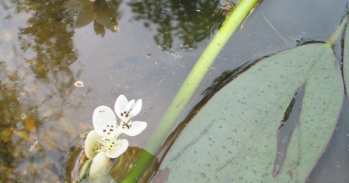 Aponogeton distachyos - Kaapse waterlelie, wateraar | De Tuinen van ...