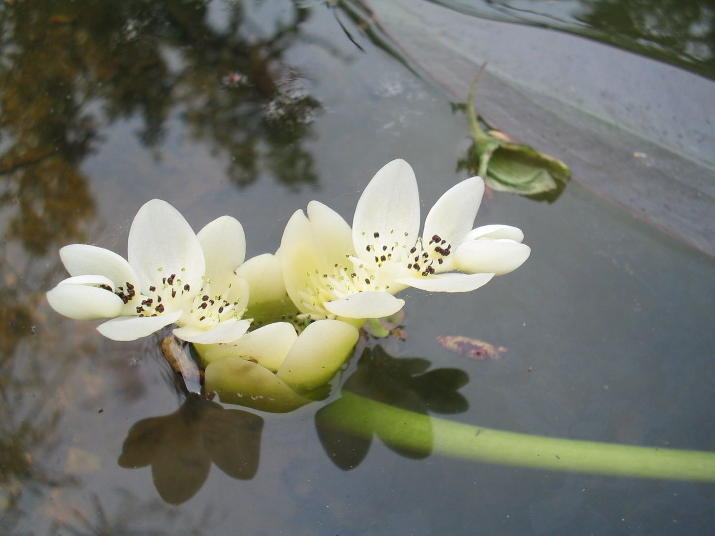 Aponogeton distachyos - Kaapse waterlelie, wateraar | De Tuinen van ...