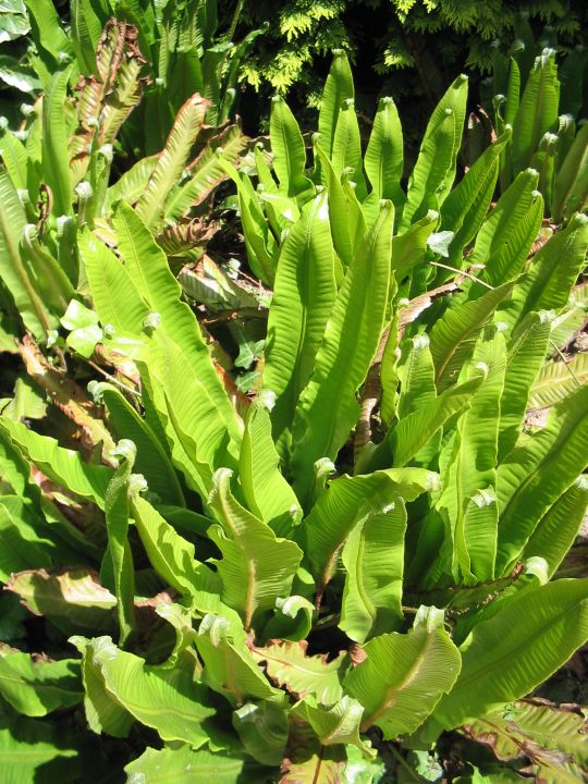 Asplenium scolopendrium - Tongvaren | De Tuinen van Appeltern