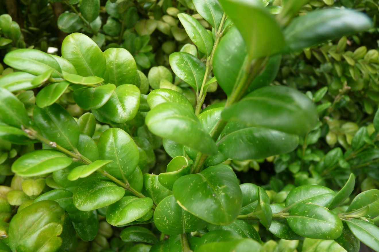 Buxus sempervirens 'Rotundifolia' (Buxus, Randpalm) | De Tuinen van ...