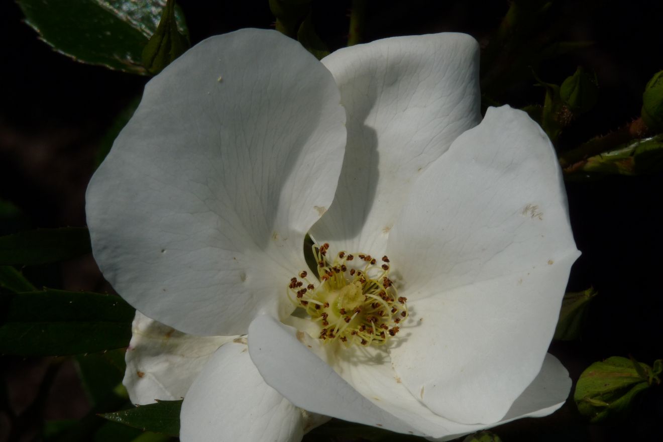 Rosa 'Escimo' (Roos, Heesterroos) | De Tuinen van Appeltern