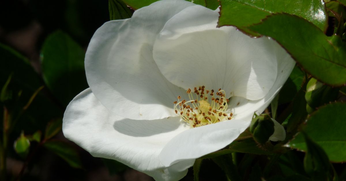 Rosa 'Escimo' (Roos, Heesterroos) | De Tuinen van Appeltern