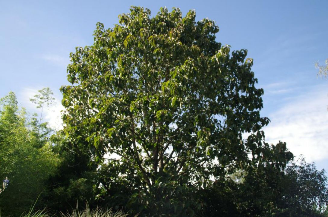 Populus lasiocarpa - Ruwvruchtige populier , Grootbladige populier | De ...