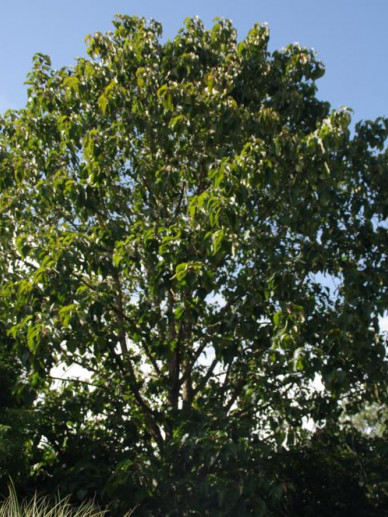 Populus lasiocarpa - Ruwvruchtige populier , Grootbladige populier | De ...