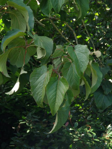 Populus lasiocarpa - Ruwvruchtige populier , Grootbladige populier | De ...