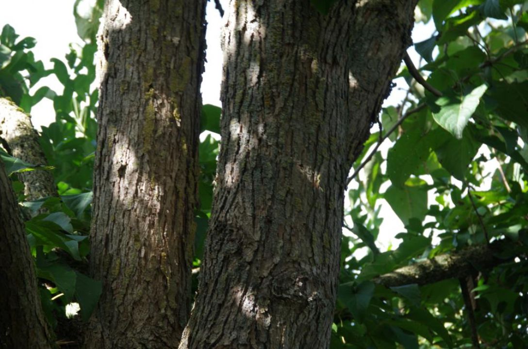 Populus lasiocarpa - Ruwvruchtige populier , Grootbladige populier | De ...