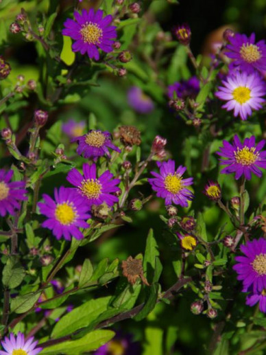 Aster ageratoides 'Ezo Murasaki' - Herfstaster | De Tuinen van Appeltern