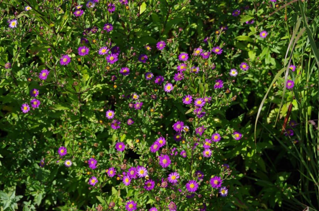 Aster ageratoides 'Ezo Murasaki' - Herfstaster | De Tuinen van Appeltern
