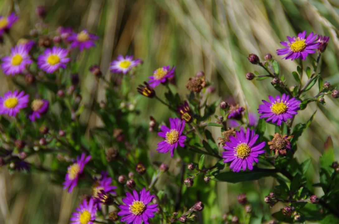 Aster ageratoides 'Ezo Murasaki' - Herfstaster | De Tuinen van Appeltern