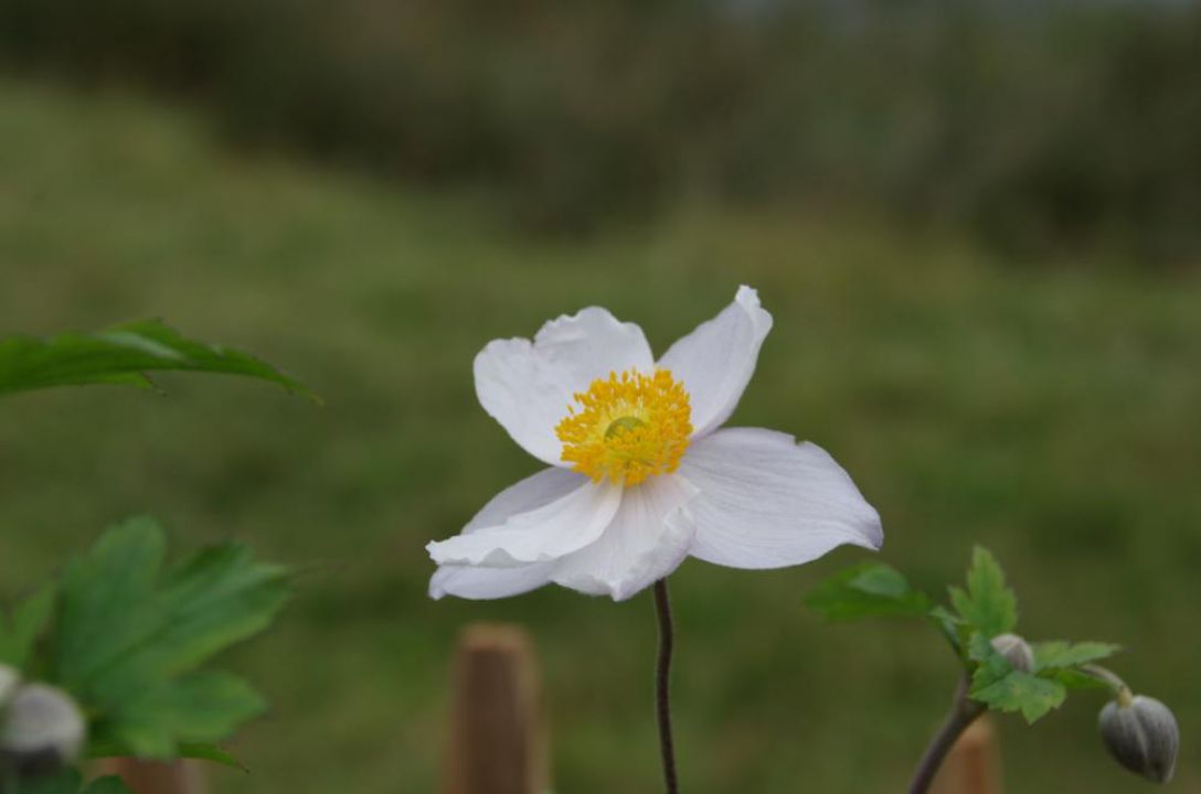 Anemone 'Ruffled Swan' - Anemoon | De Tuinen van Appeltern