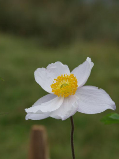 Anemone 'Ruffled Swan' - Anemoon | De Tuinen van Appeltern