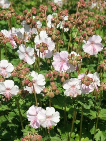 Lekker duurzame gezinstuin | De Tuinen van Appeltern