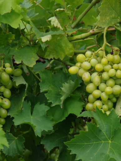 Vitis 'Himrod' - Pitloze witte druif | De Tuinen van Appeltern