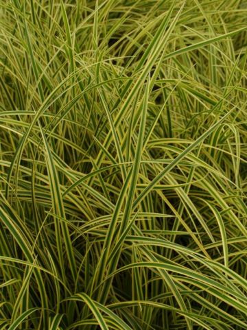 Grassenborder | De Tuinen van Appeltern