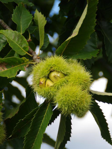 Castanea sativa 'Marigoule' - Tamme kastanje | De Tuinen van Appeltern