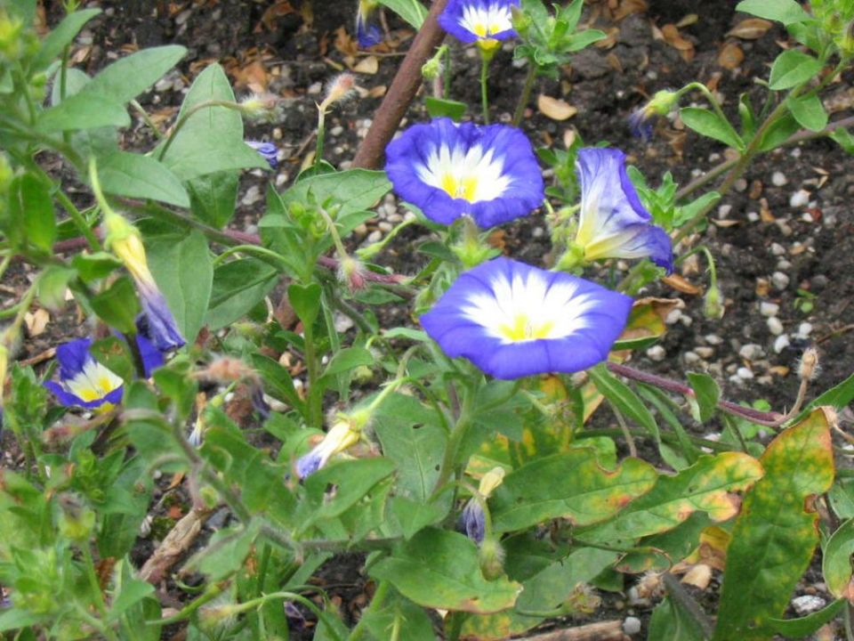 Convolvulus tricolor - Dagschone , Driekleurige winde | De Tuinen van ...