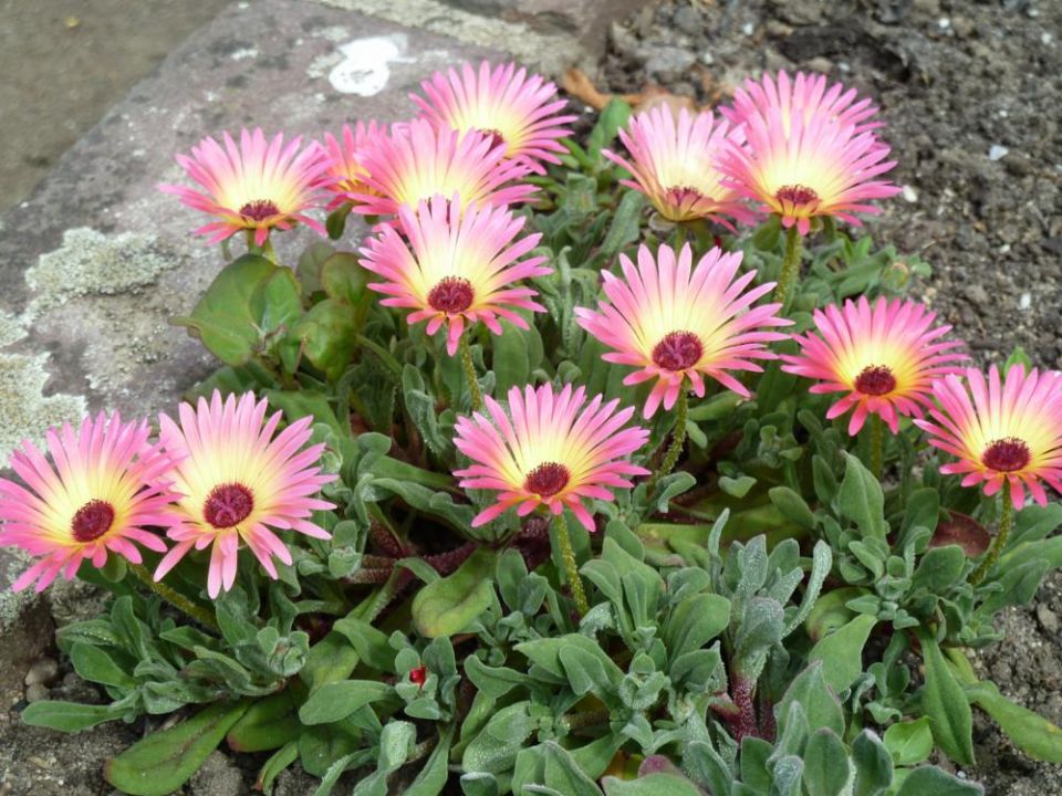 Dorotheanthus bellidiformis - Middagbloem , IJsbloem | De Tuinen van ...