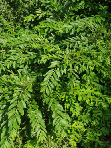 Ligustrum obtusifolium var. regelianum - Liguster | De Tuinen van Appeltern