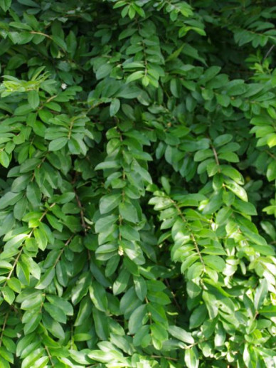 Ligustrum obtusifolium var. regelianum - Liguster | De Tuinen van Appeltern