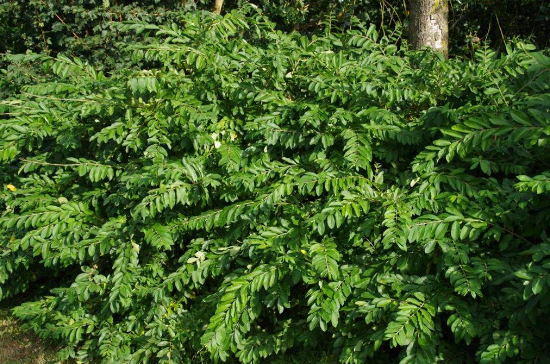 Ligustrum obtusifolium var. regelianum - Liguster | De Tuinen van Appeltern