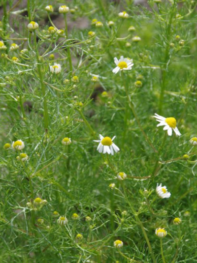 Matricaria chamomilla - Echte kamille | De Tuinen van Appeltern