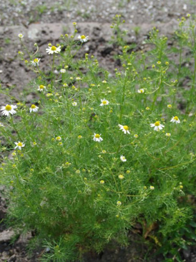 Matricaria chamomilla - Echte kamille | De Tuinen van Appeltern