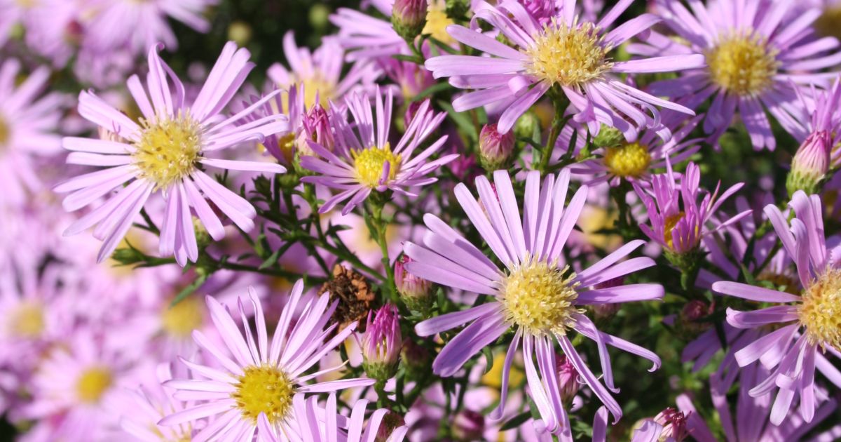 Aster 'Pink Spray' - Herfstaster | De Tuinen van Appeltern