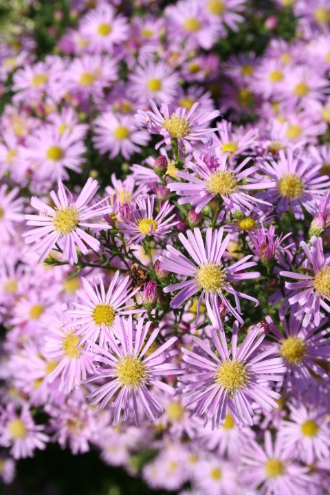 Aster 'Pink Spray' - Herfstaster | De Tuinen van Appeltern