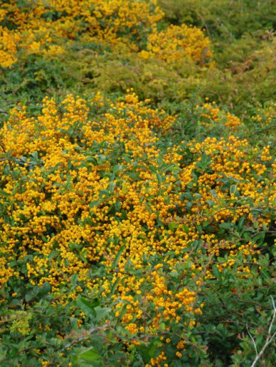 Pyracantha 'Firelight' - Vuurdoorn | De Tuinen van Appeltern