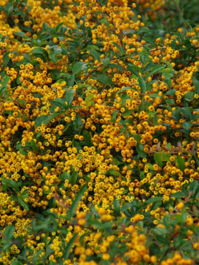 Pyracantha 'Firelight' - Vuurdoorn | De Tuinen van Appeltern