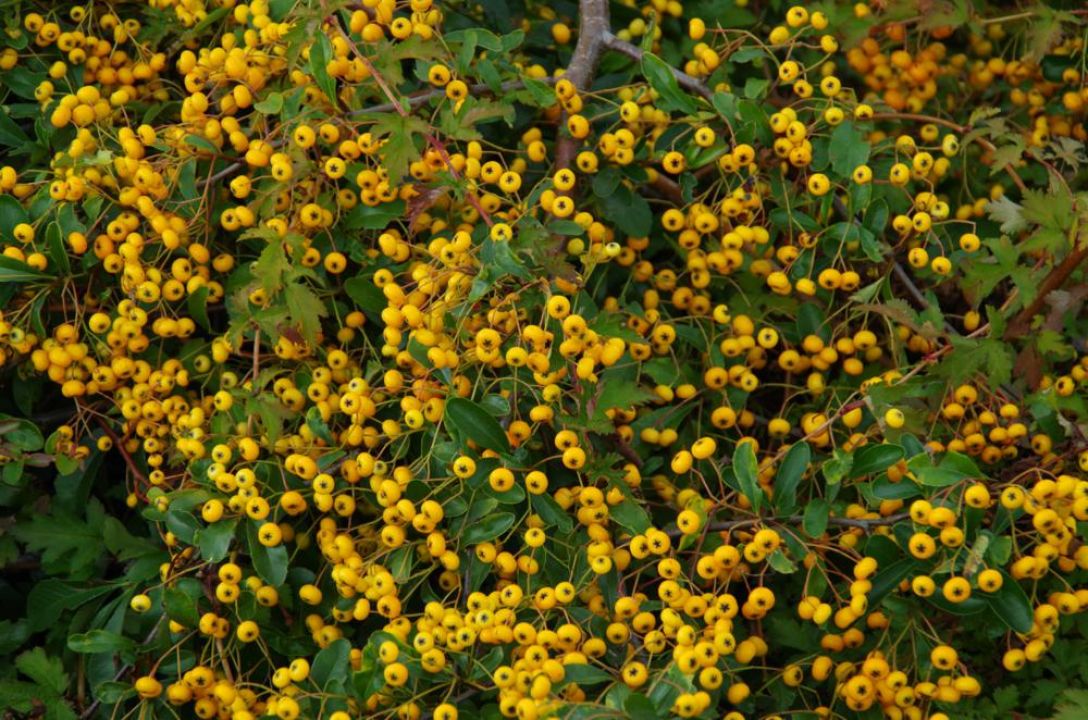 Pyracantha 'Firelight' - Vuurdoorn | De Tuinen van Appeltern