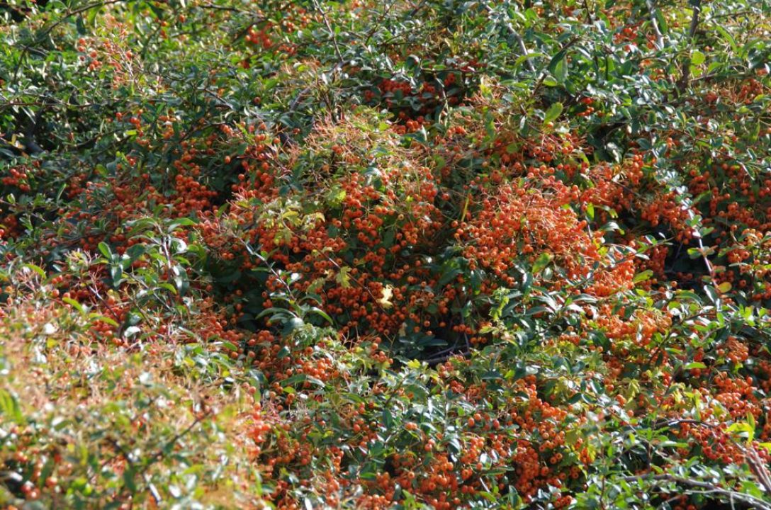 Pyracantha 'Firelight' - Vuurdoorn | De Tuinen van Appeltern